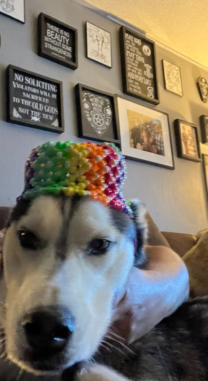My dog modeled my first hat lol by TheOutcastCommentary - Kandi Photos ...