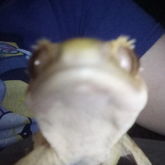 Gecko by r3xlik3sn00dl3s - Kandi Photos on Kandi Patterns