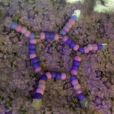 Trans Stim kandi single by SleepyKandi_i - Kandi Photos on Kandi Patterns