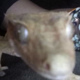 This goofy photo of gecko by r3xlik3sn00dl3s - Kandi Photos on Kandi ...